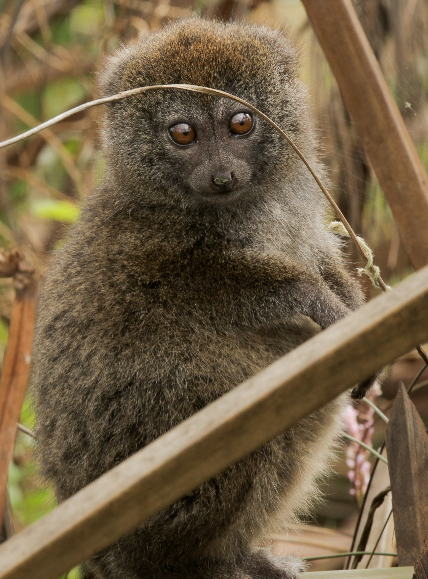 Durrell's conservation work in Madagascar | Durrell