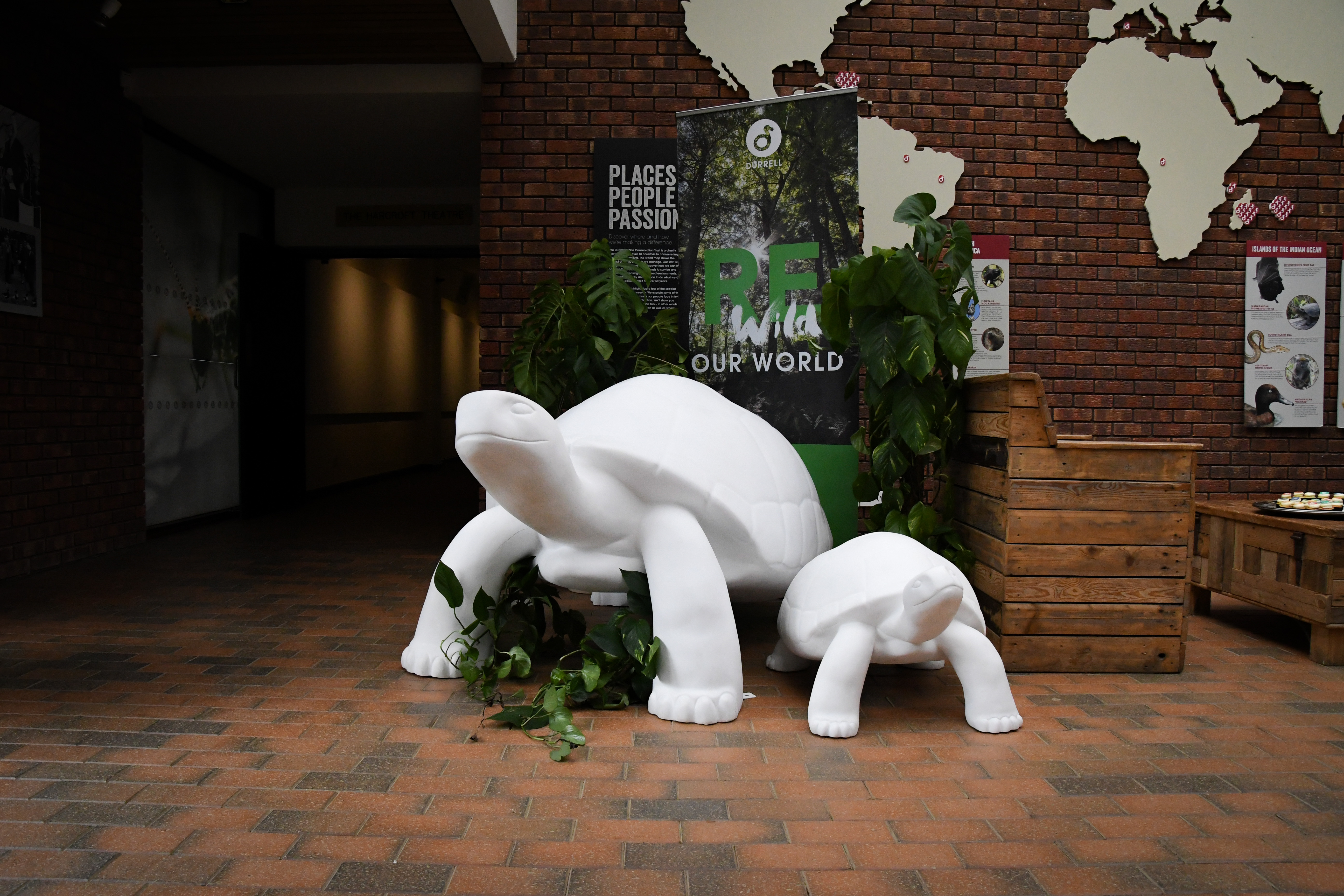 Young tortoises to takeover Jersey’s shop windows next summer | Durrell