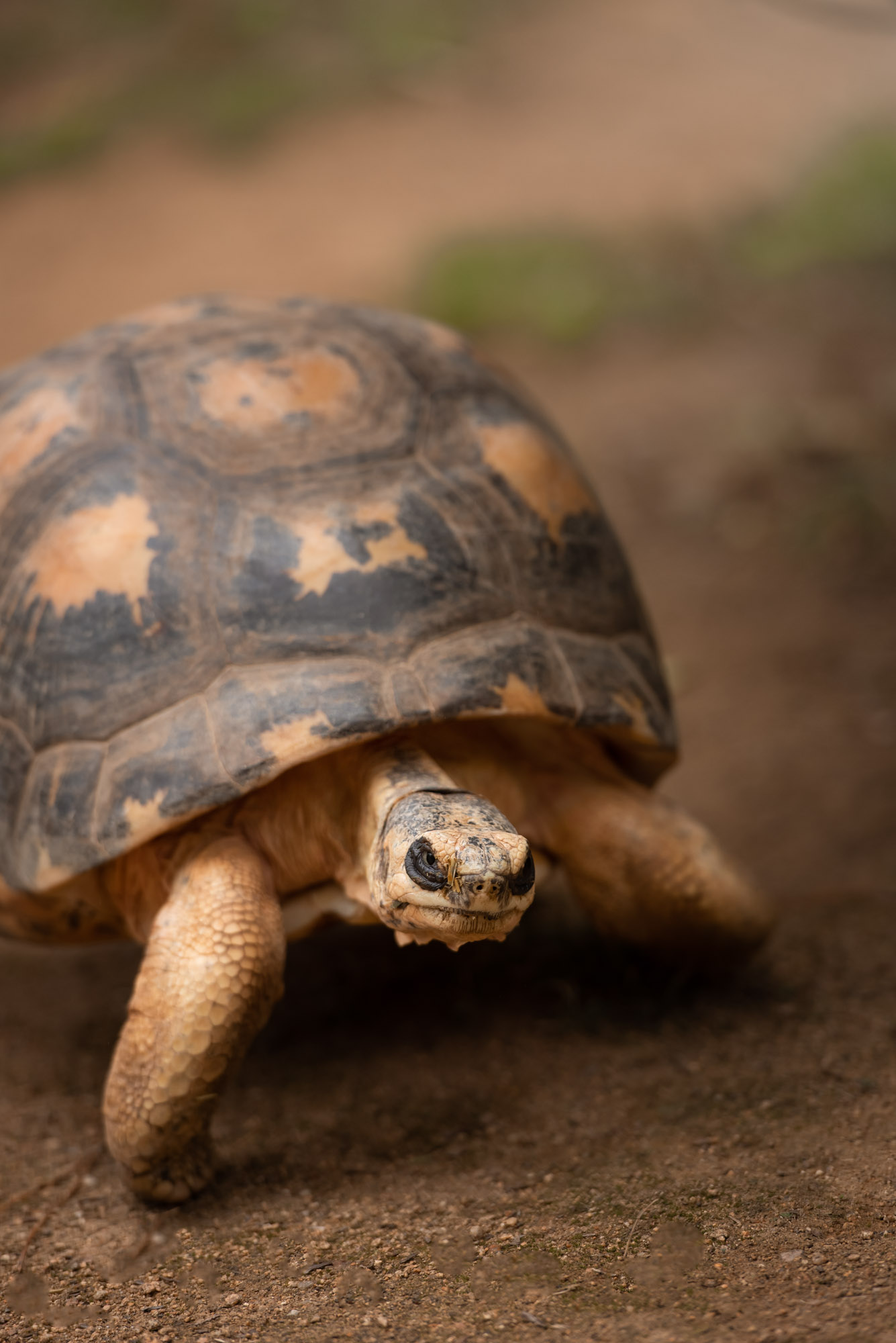 Baby Radiated Tortoise