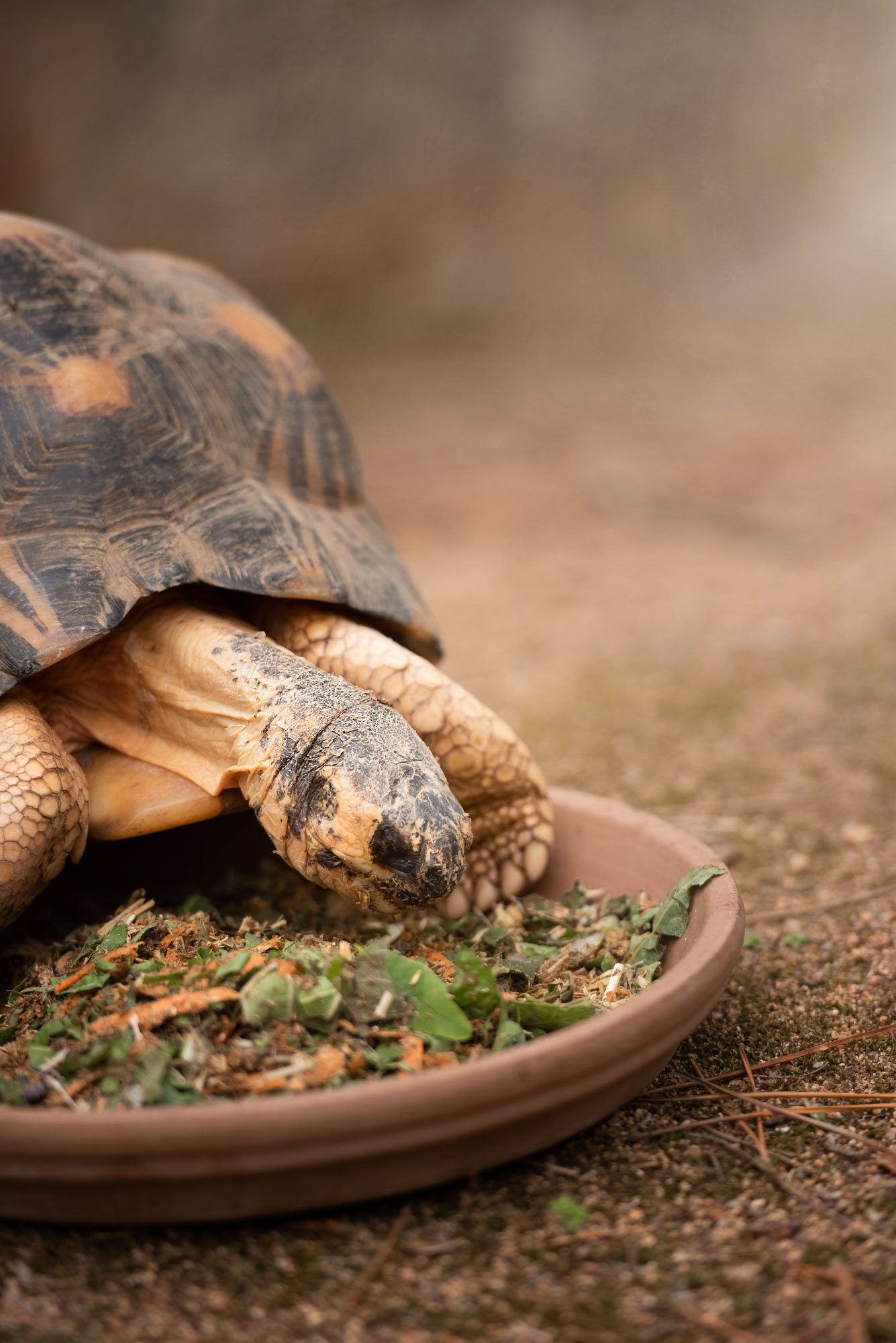 Baby Radiated Tortoise