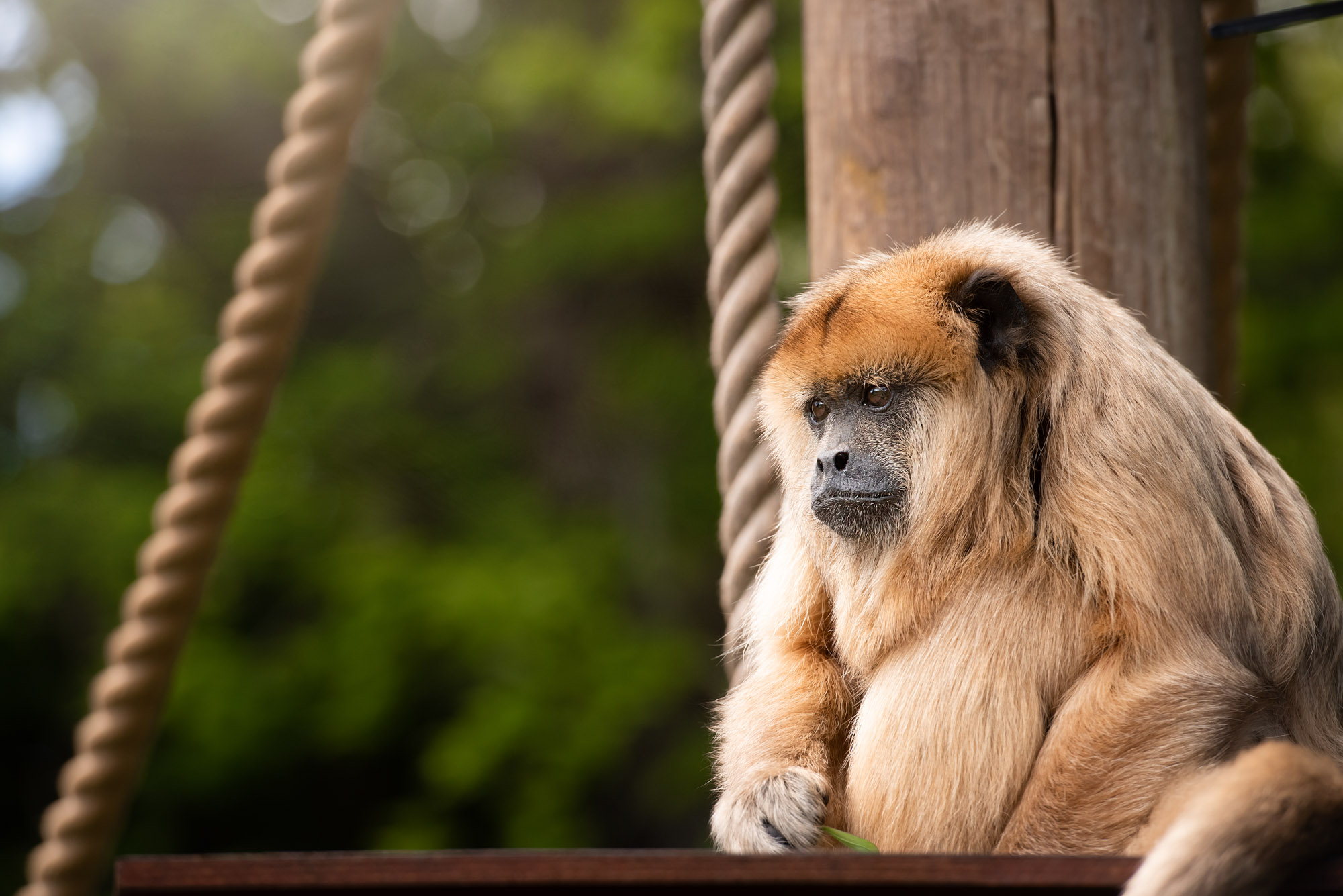 About Jersey Zoo | Durrell