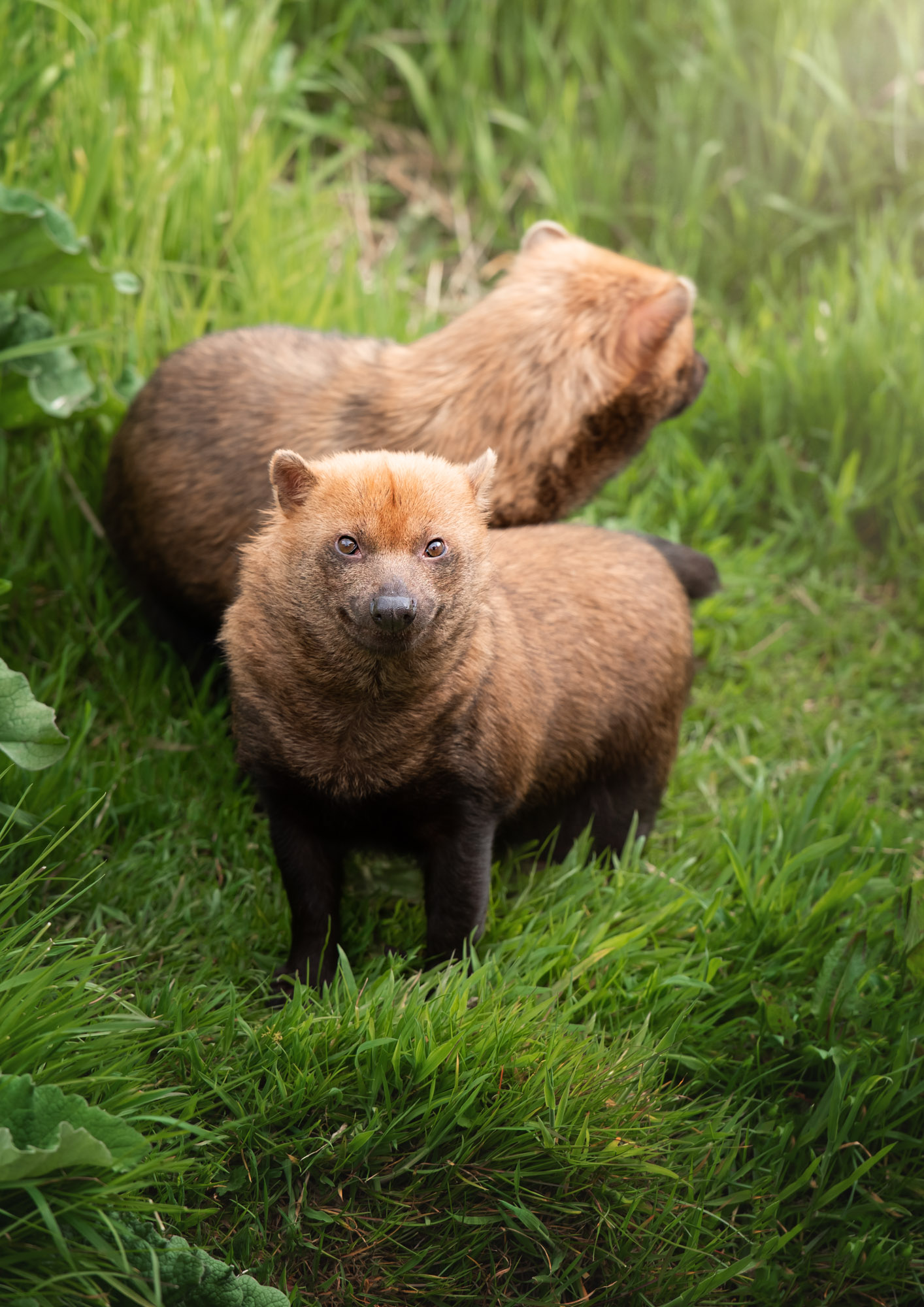 Is A Bush Dog A Dog