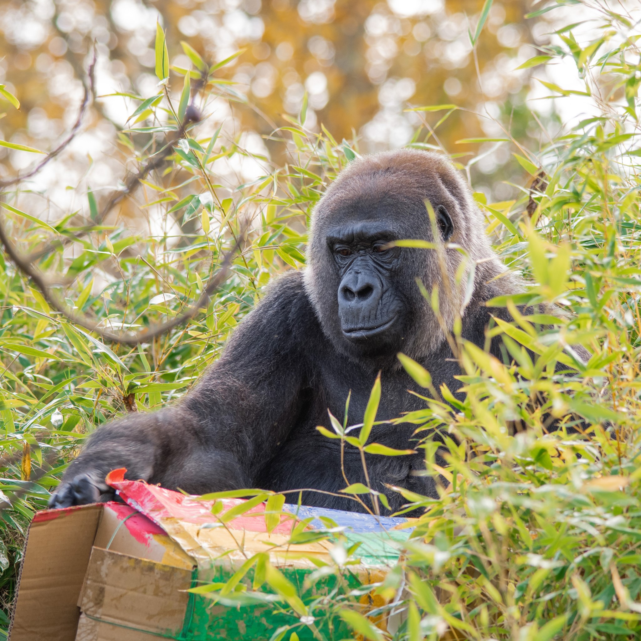 Celebrating the life of Kishka, the western lowland gorilla | Durrell