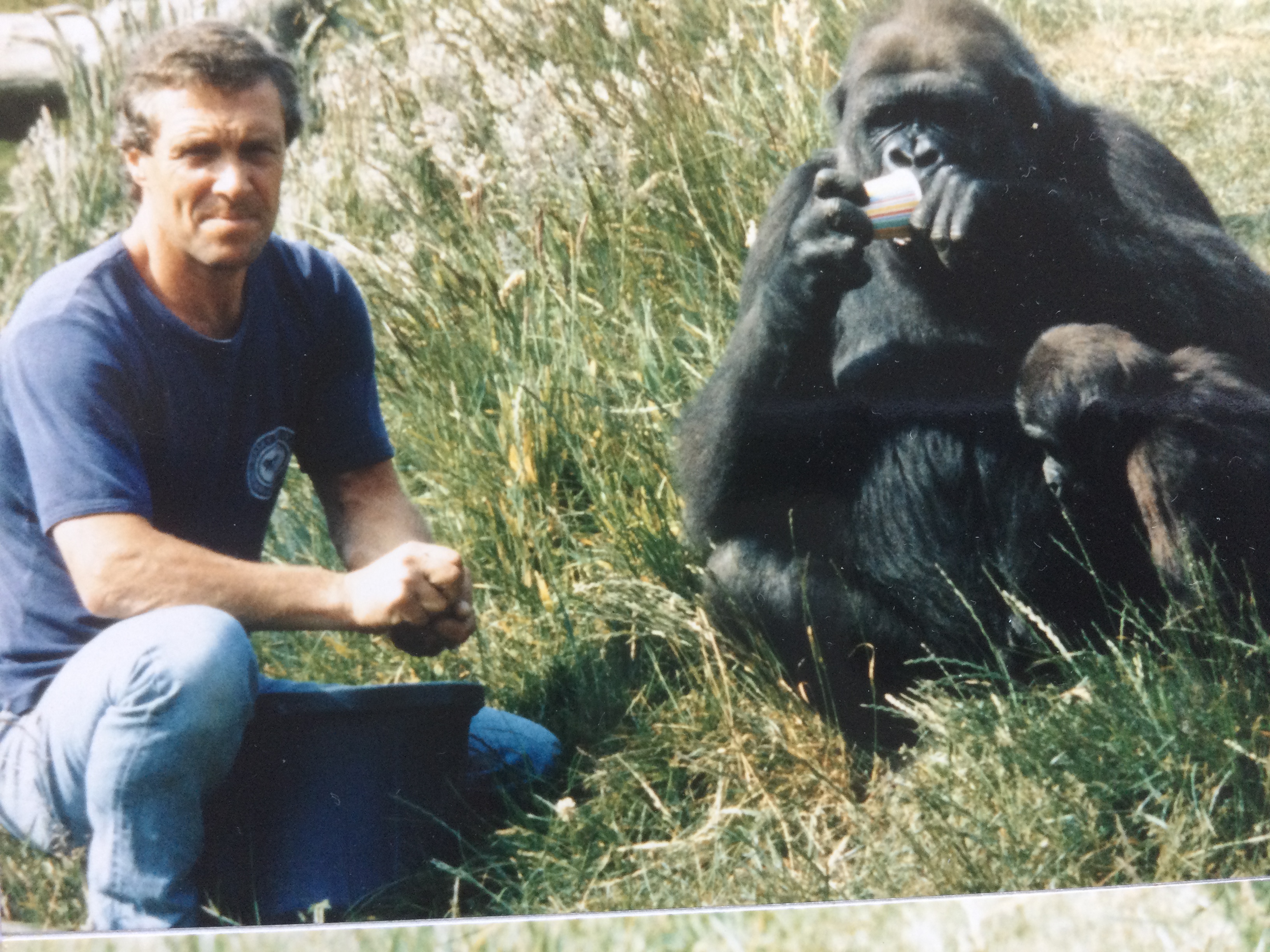 Celebrating the life of Kishka, the western lowland gorilla | Durrell