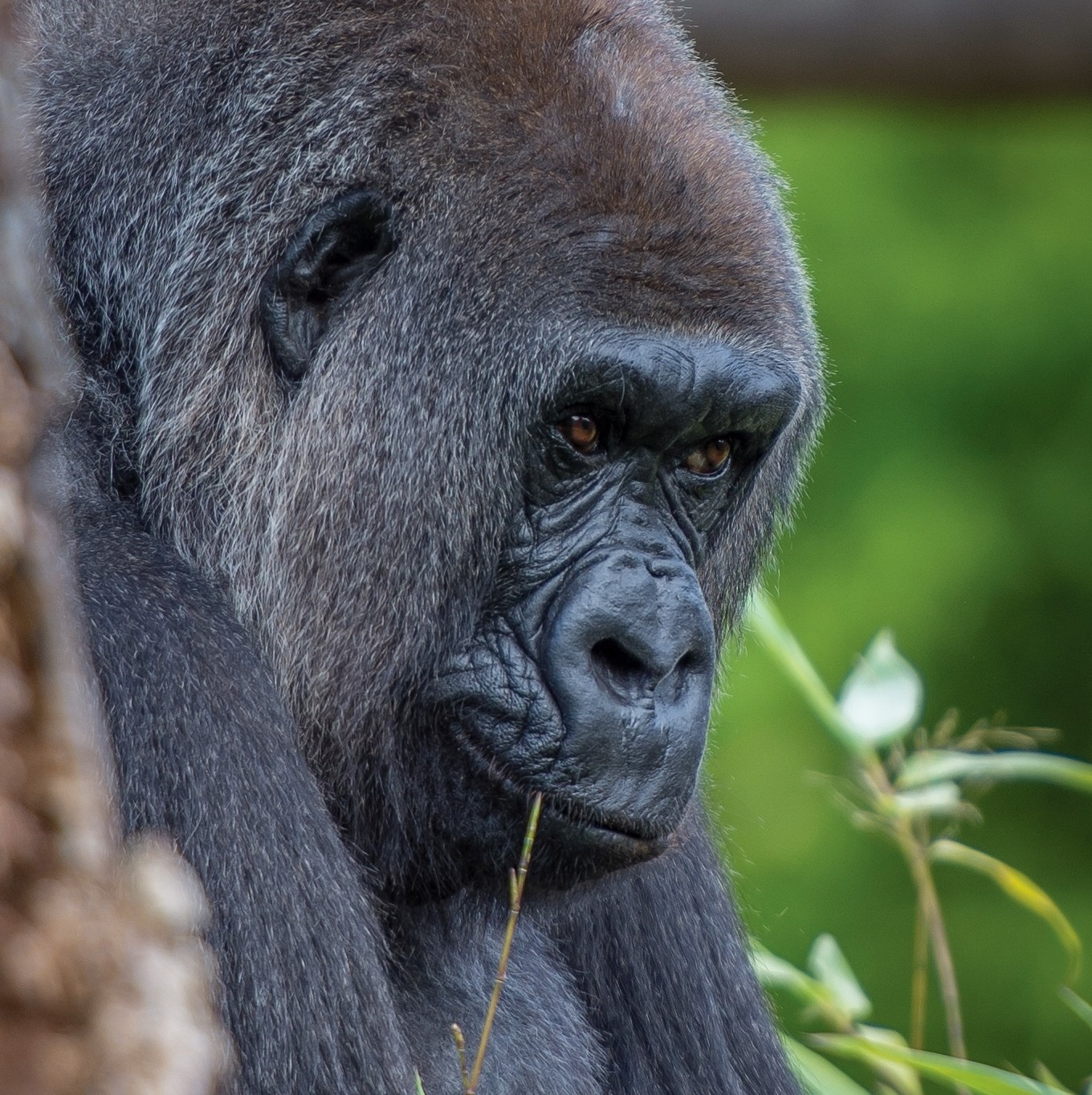 Celebrating the life of Kishka, the western lowland gorilla | Durrell