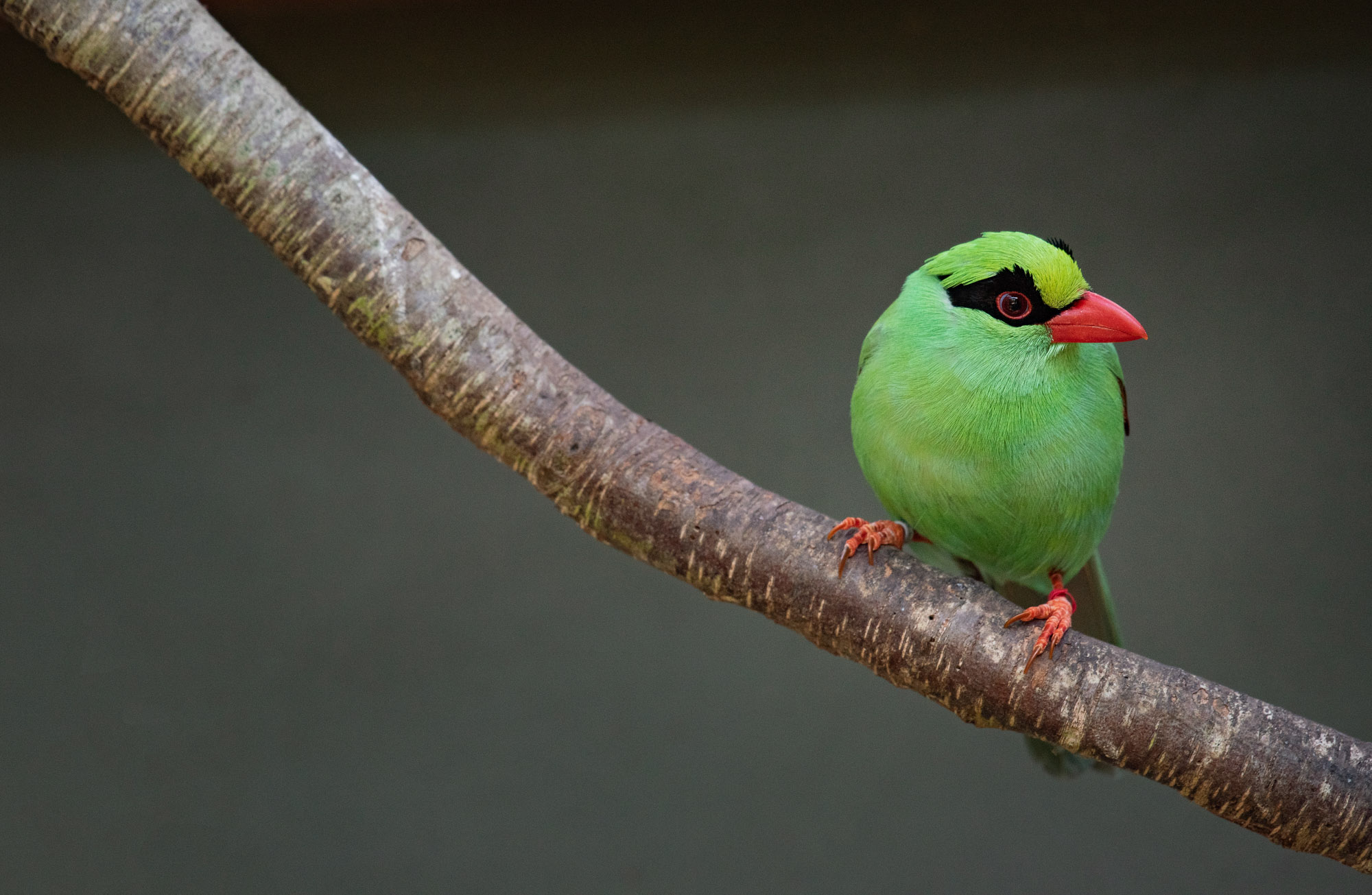 Javan green magpies at Jersey Zoo | Durrell