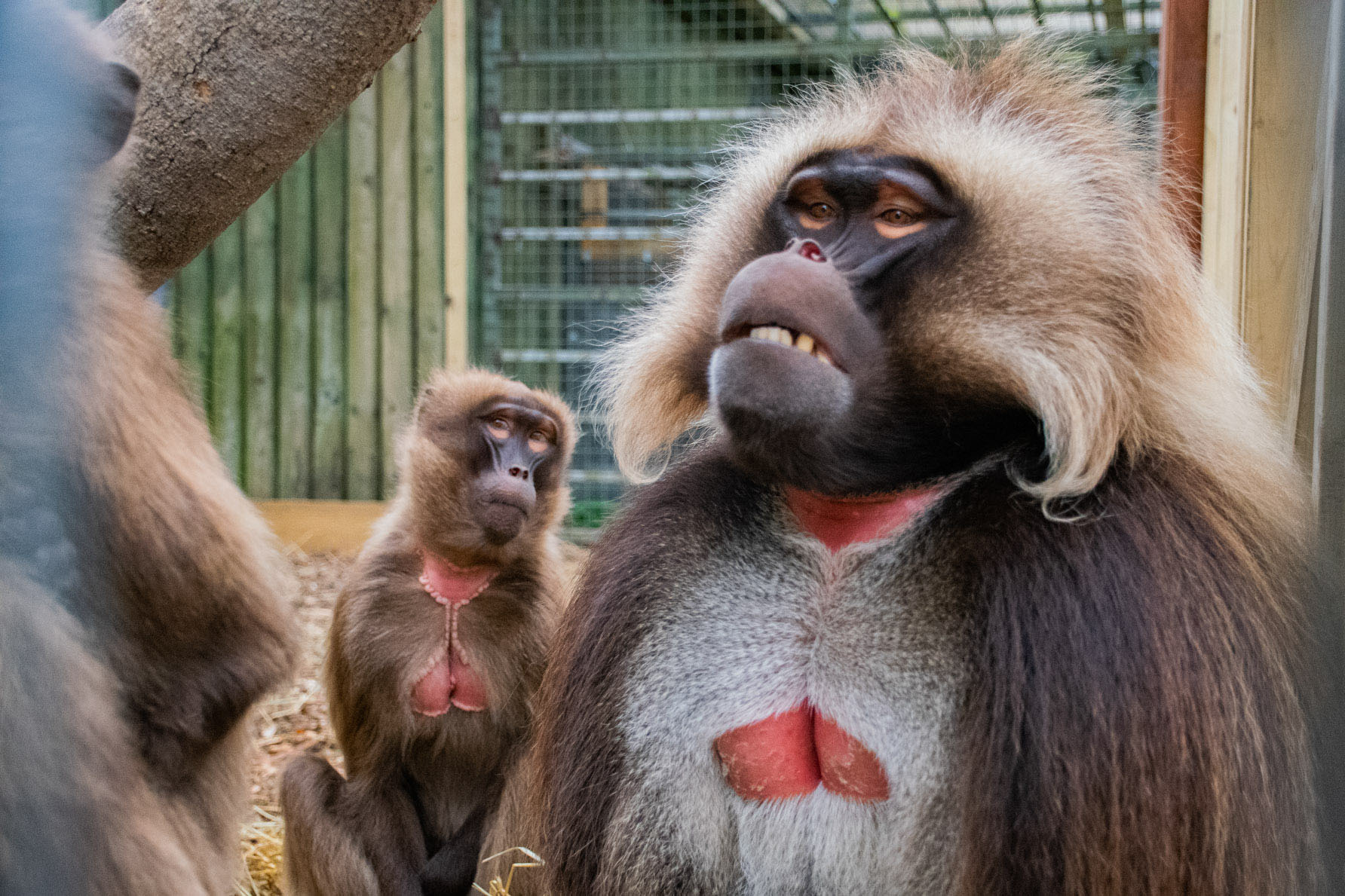 Geladas at Jersey Zoo | Durrell